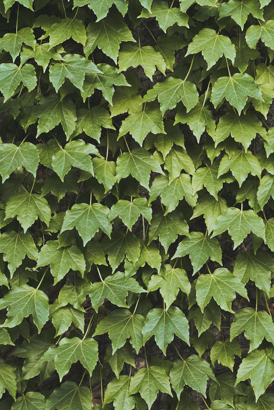 Rich Stapleton — Laird and Good Company